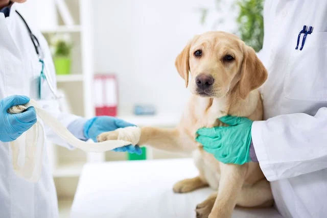 Veterinary Temperature Monitoring – Cleanroom Management International